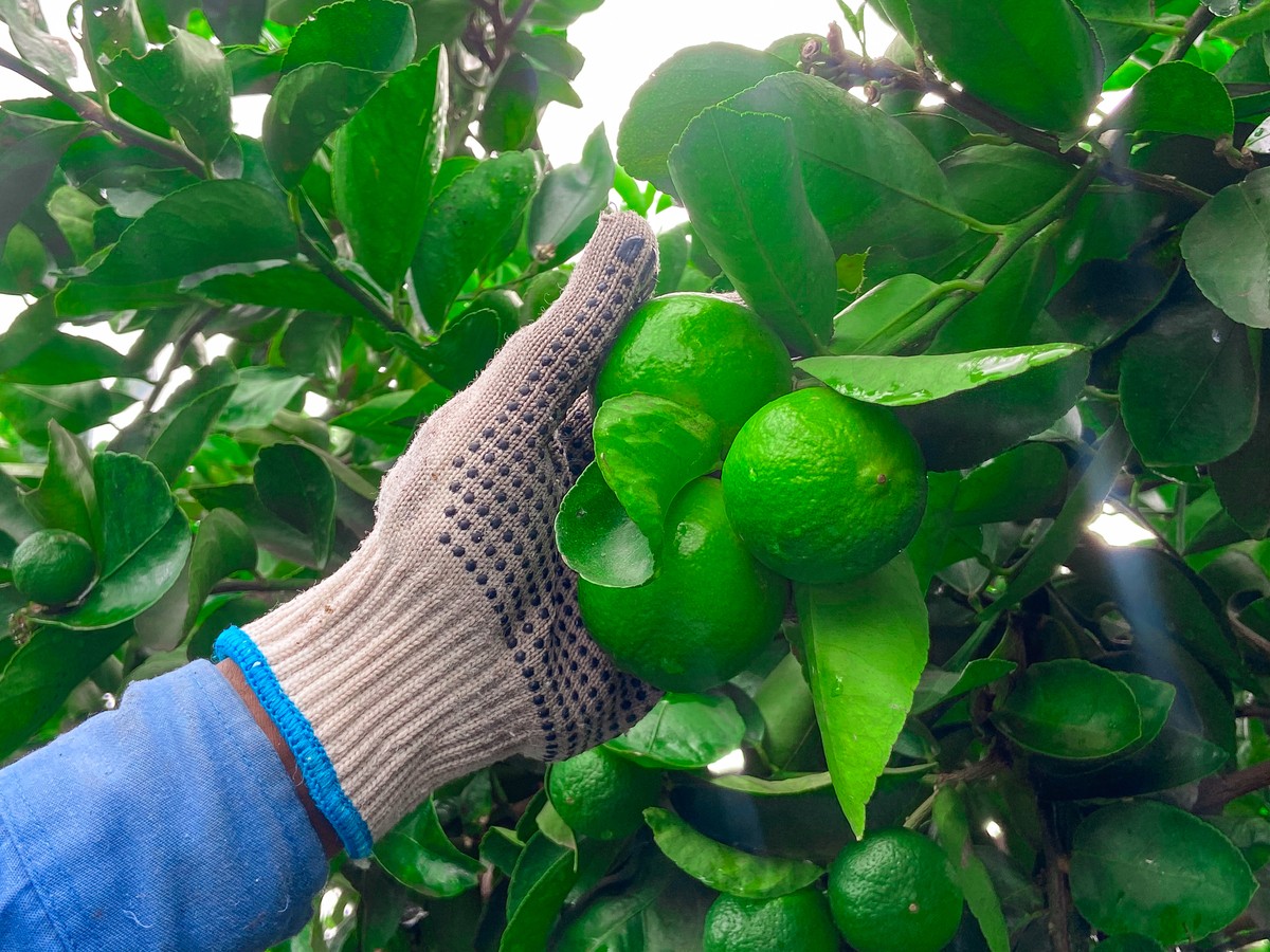 Conheça o ‘rei’ do limão orgânico e sua estratégia de cultivo do fruto ...