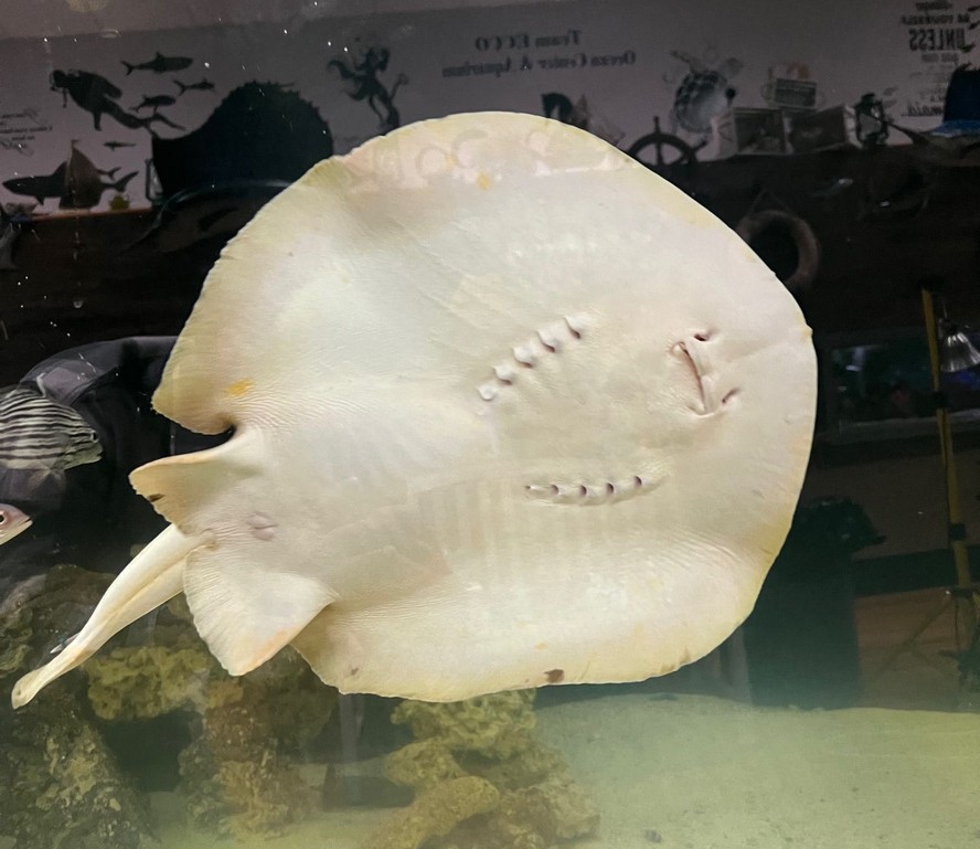 A arraia ‘virgem’ que está à espera de bebês e é sensação no aquário ...