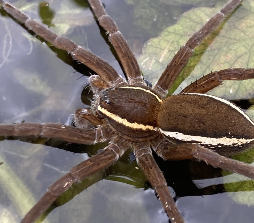 Tamanho de um rato, acasalamento e 700 ovos: conheça aranha gigante que ...