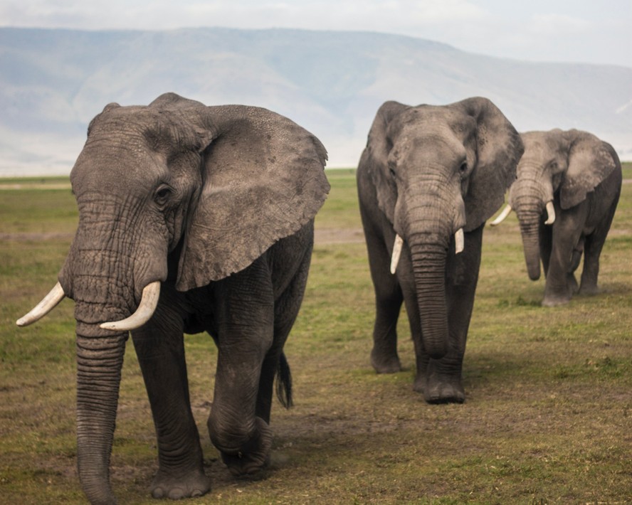 Americana é morta após ser arremessada e pisoteada por elefante, na Zâmbia