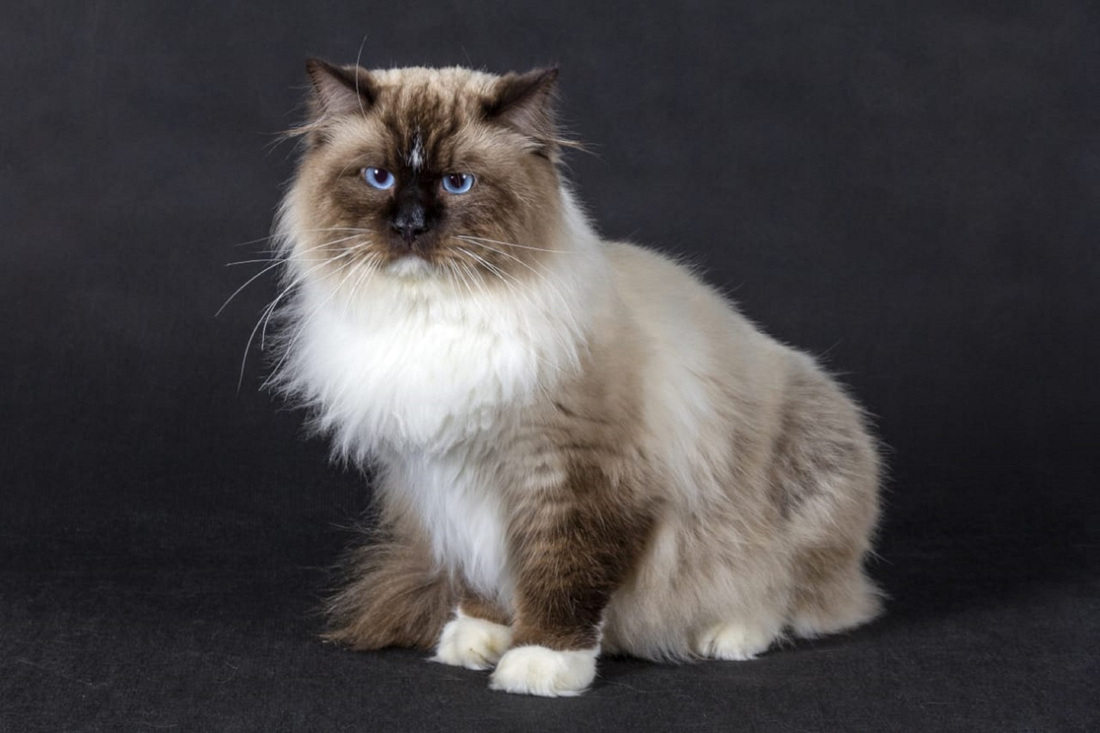 Dia internacional do gato: veja quantas horas os felinos precisam ...