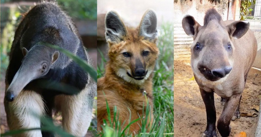 Tamanduá, Lobo-guará e Anta: saiba como a inteligência artificial ...