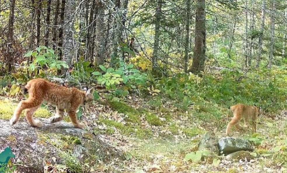 Filhotes raros de felinos são flagrados em parque dos EUA e reacendem ...