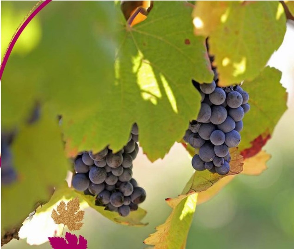 Depois do sucesso do Rosé Piscine, francês mais vendido no Brasil, é ...