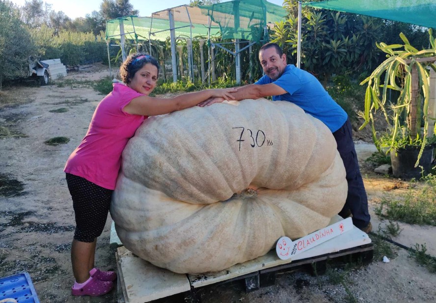 Casal de portugueses produz abóbora 'gigante' de 730 kg; veja fotos