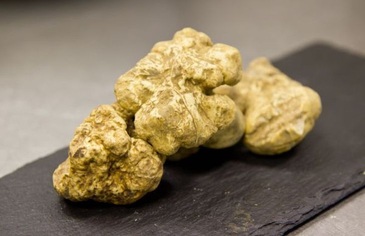 Conheça as trufas brasileiras: nova variedade acaba de ser descoberta ...