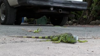 'Chuva de iguanas': animais congelados caem de árvores nos Estados Unidos; vídeo