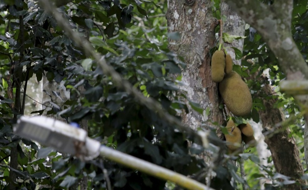 Após jaca atingir ciclista na Floresta da Tijuca, proliferação de ...