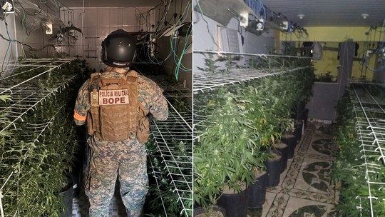 Bope encontra estufa com dezenas de pés de maconha em operação na Maré