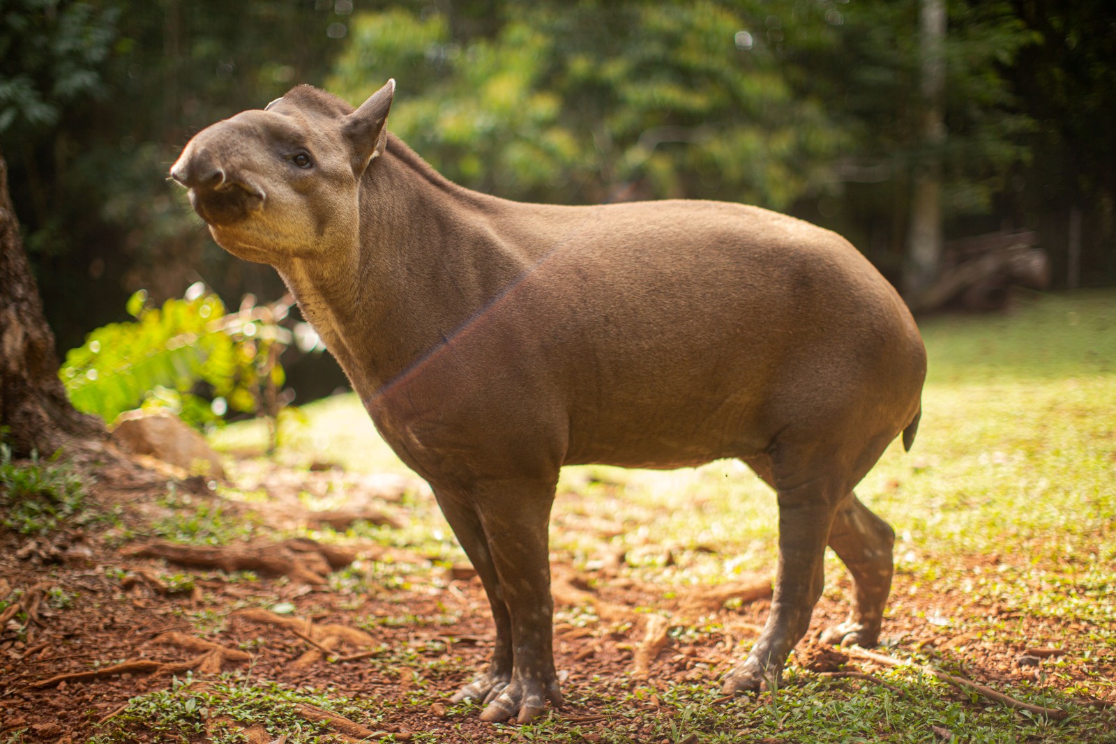 DNA da biodiversidade: projeto inédito sequencia o genoma de mais de ...