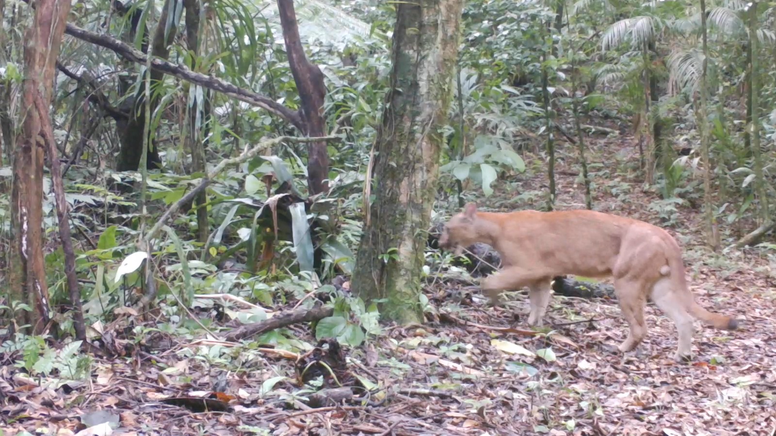 Zoológico de BH 'hospeda' onça-parda que foi resgatada após acidente