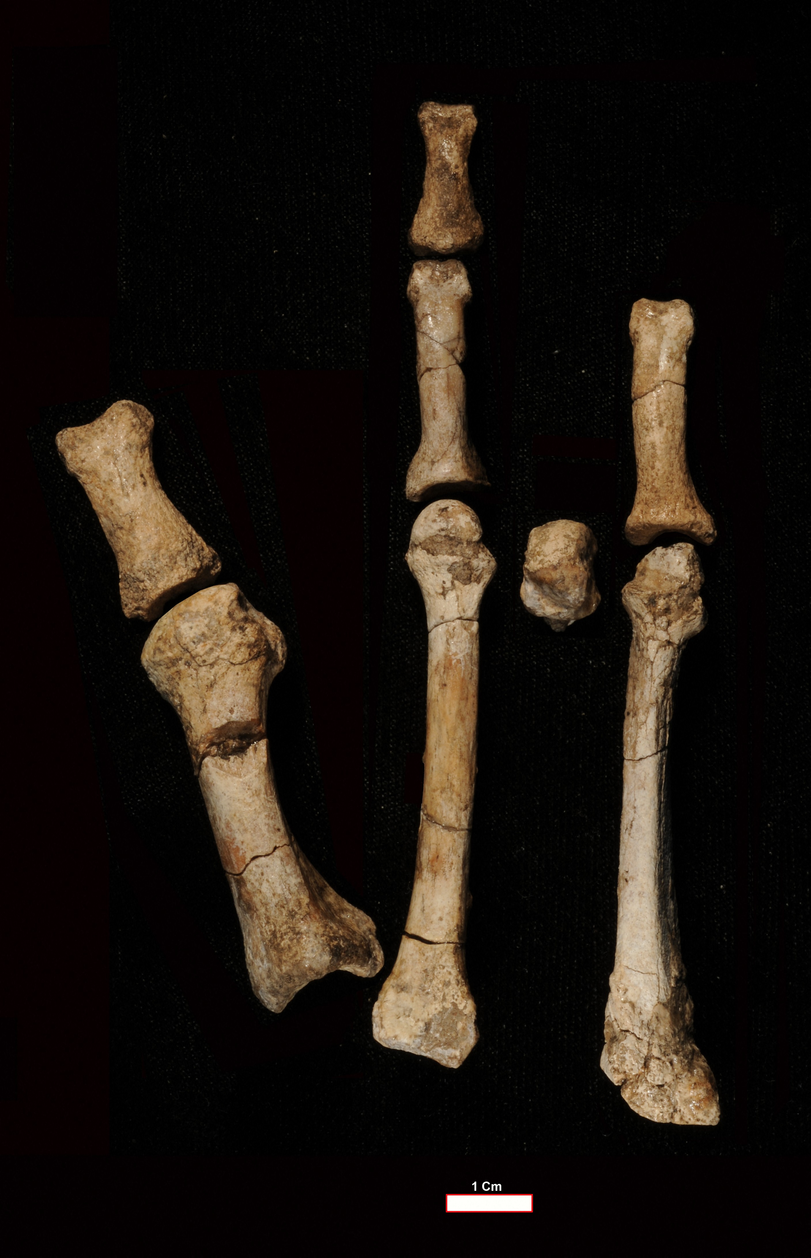 Fóssil de pé encontrado na Etiópia revela possível parente de Lucy que ...
