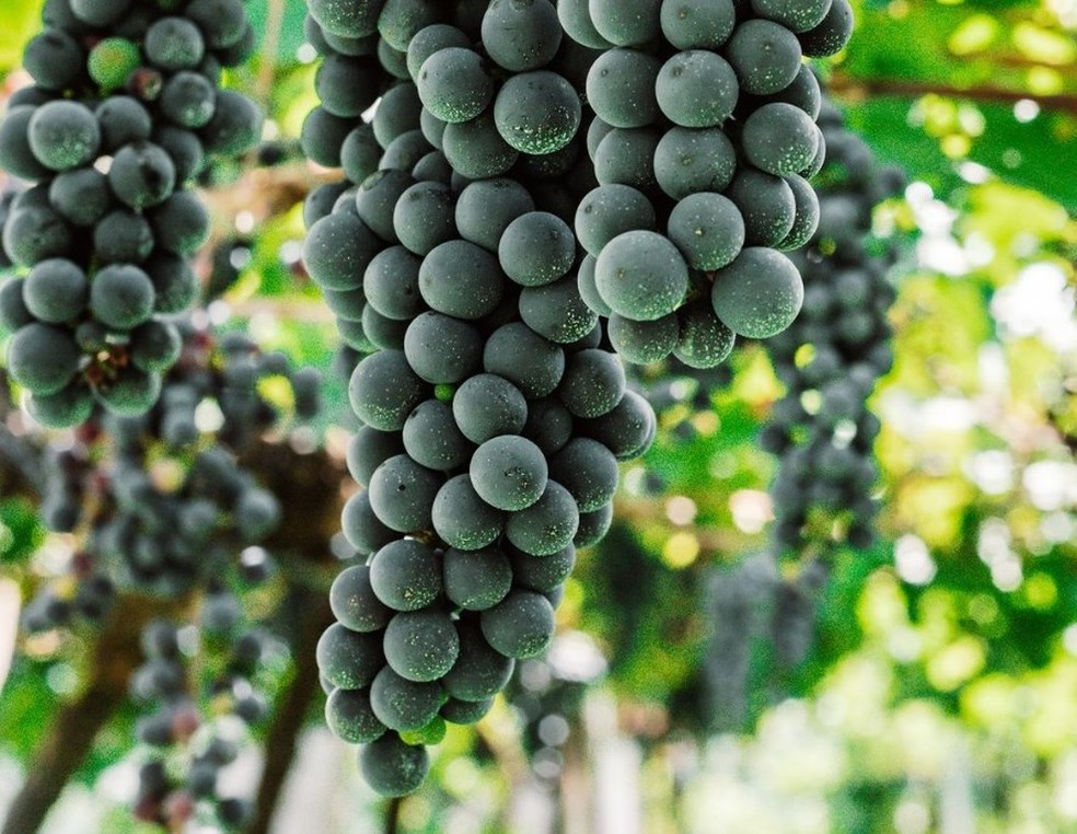 Cinco vinhos tintos brasileiros são medalhas de ouro em concurso ...
