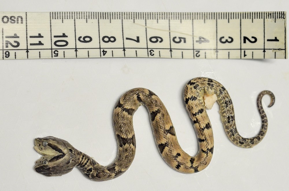 Filhote de jararaca nasce com duas cabeças