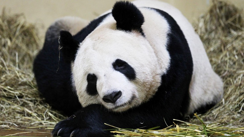 Conheça Bao Li e Qing Bao, os mais novos pandas gigantes do zoológico ...
