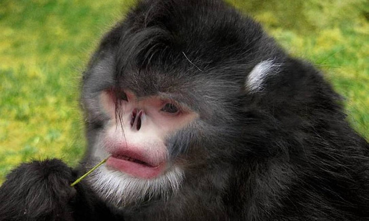 Cangurus canhotos? Estudo revela lateralidade em animais e desafia ...