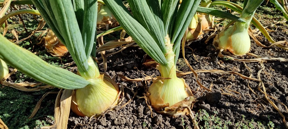 Veja de onde vem a ‘cebola do Outback’ e por que o clima está ...