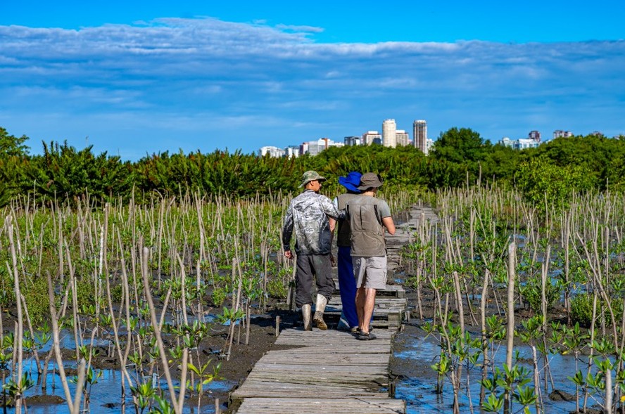 Recuperação ambiental: área de manguezal na Lagoa do Camorim é ...