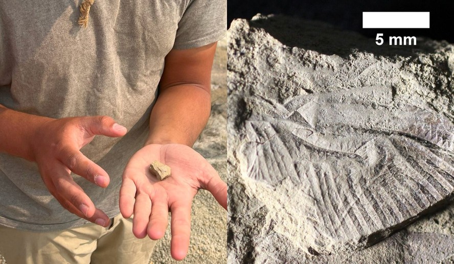 Não são só os dinossauros: fóssil de libélula com 75 milhões de anos ...