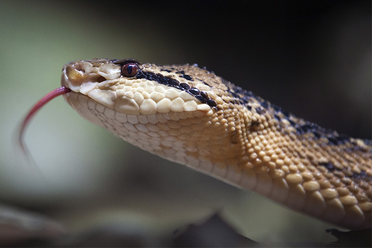 Surucucu-pico-de-jaca: Entenda qual é a cobra mais peçonhenta das ...