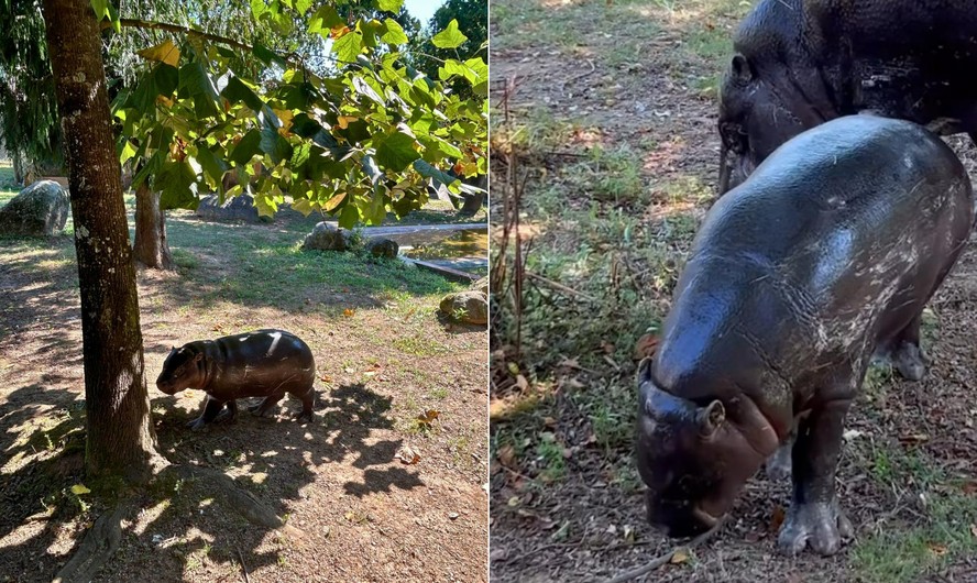 Hipopótamo-pigmeu: Filhote de espécie ameaçada de extinção nasce em zoo ...
