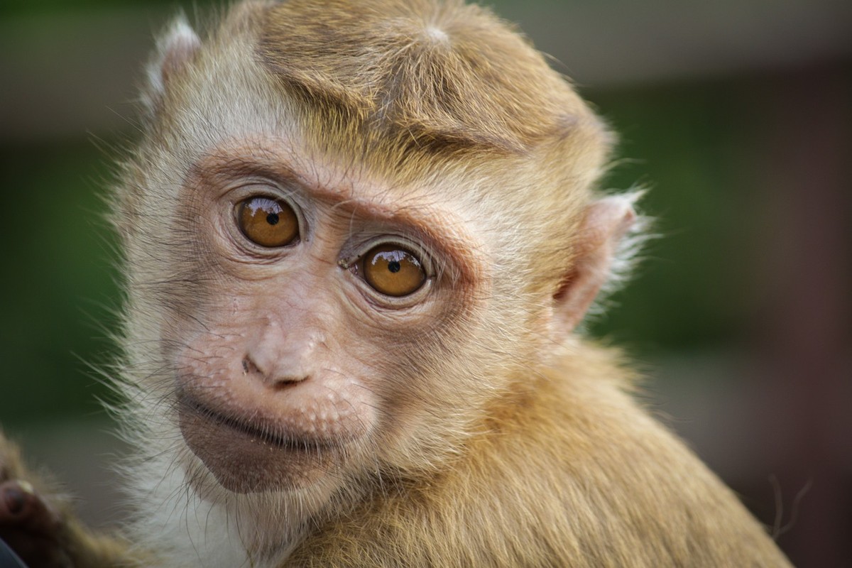 Cientistas restauram visão de macaco com transplante de células-tronco ...