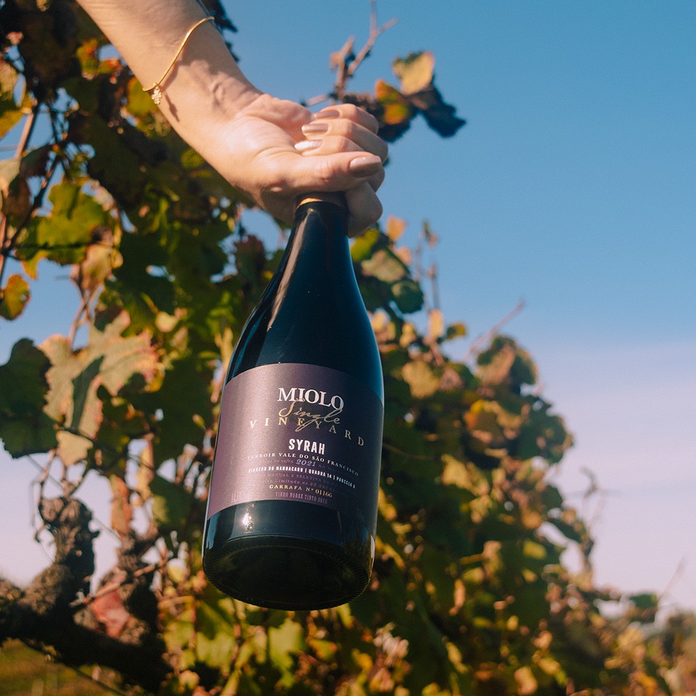 Nova safra Miolo Single Vineyard; Pernigotti na Baccio di Latte; jantar ...