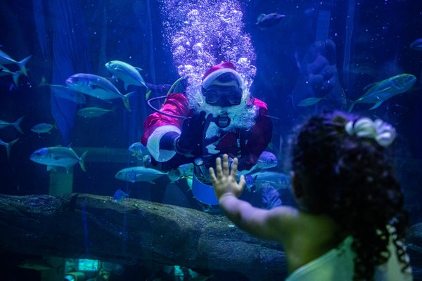 Papai Noel mergulhador do AquaRio alimenta tubarões e diverte a ...