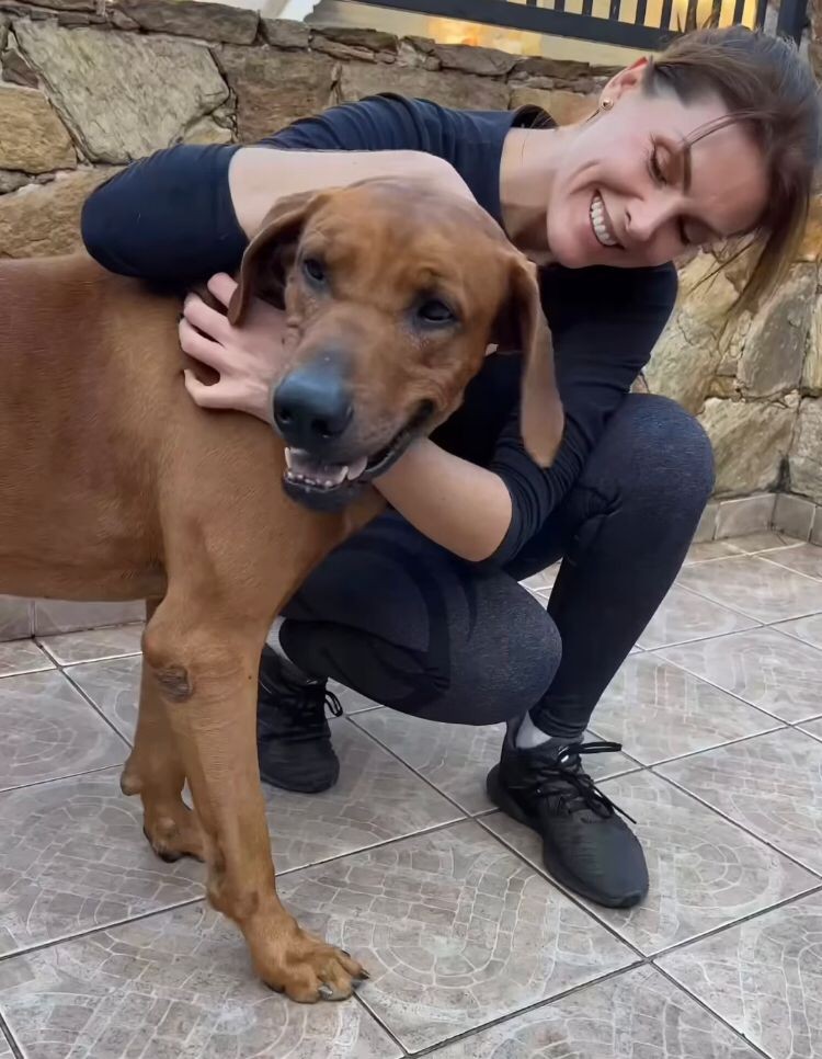 'Felicidade, ritmo ou para agradar?': entenda por que os cães abanam o rabo