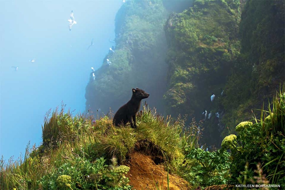Raposa é flagrada em momento 'contemplativo', e imagem vence prêmio ...