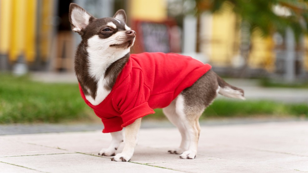 8 roupas de pet para proteger o bichinho de estimação com estilo
