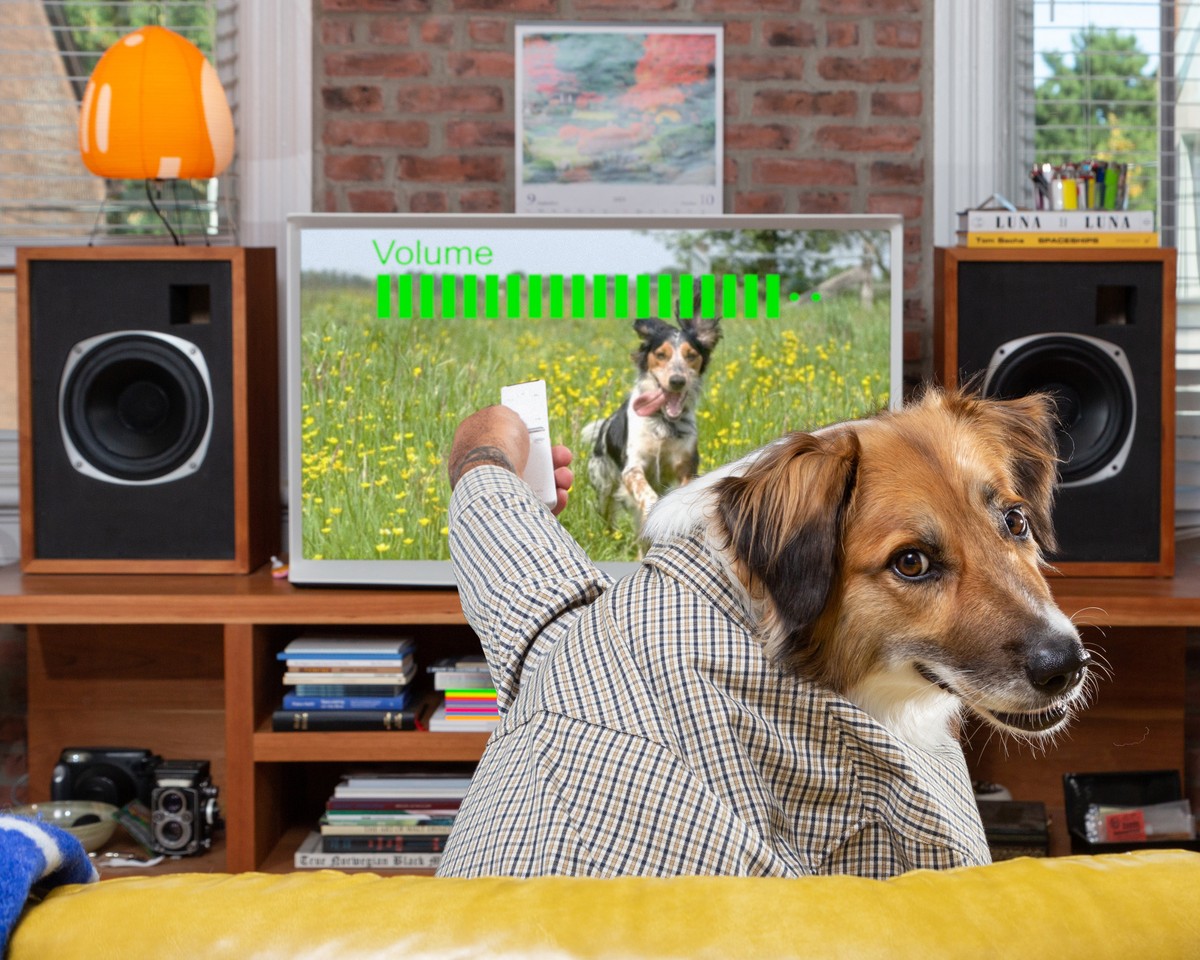 DogTV mira espectadores caninos e acerta nos humanos