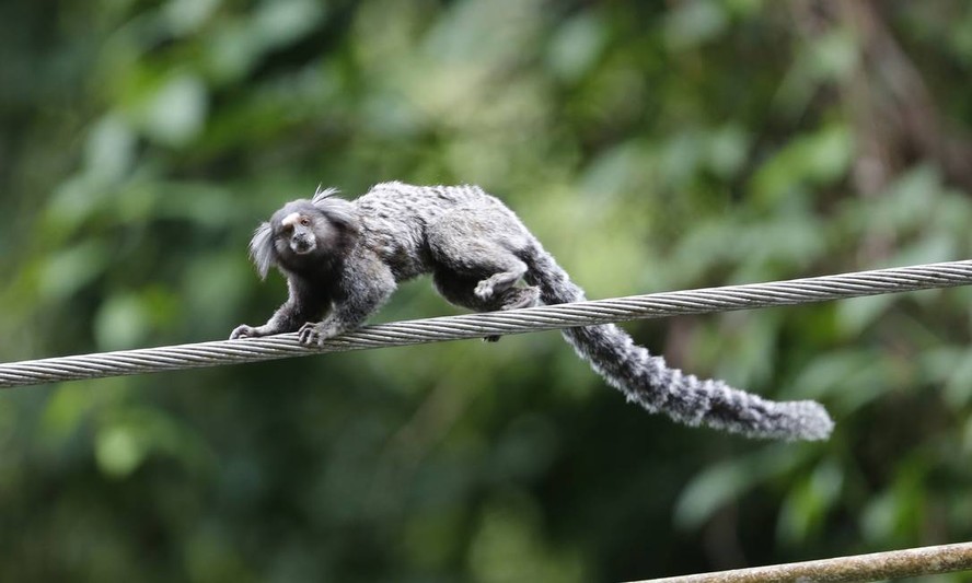 BH monitora vacinação após confirmação de morte de macaco com febre-amarela