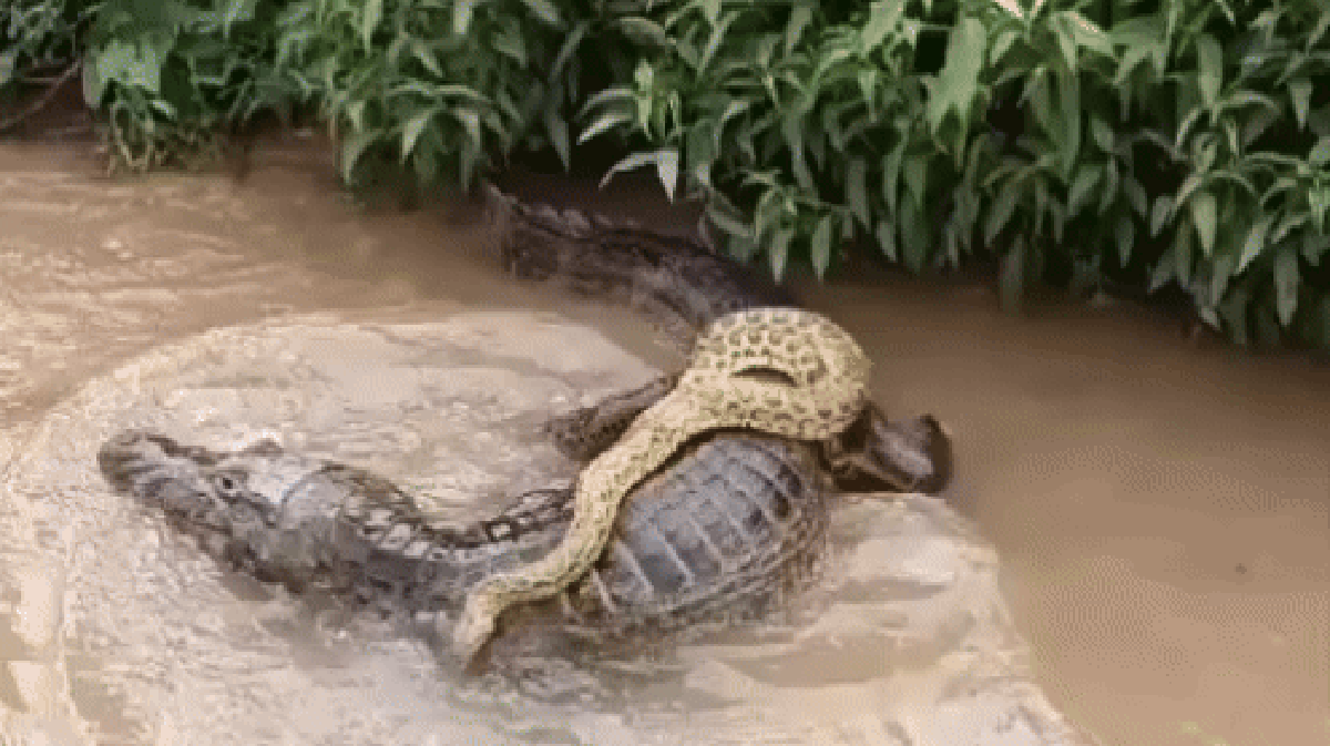 Sucuri viraliza nas redes ao 'pegar carona' em cima de jacaré no ...