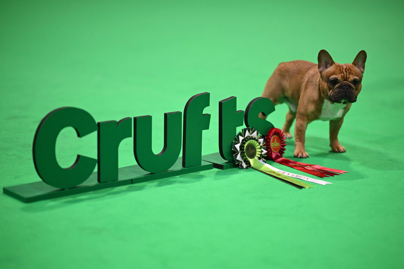 Crufts: conheça a competição canina mais prestigiada do mundo