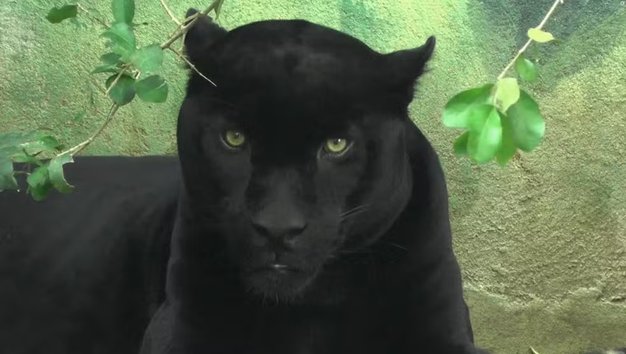 'Pantera negra' vira atração em zoo de Taubaté; entenda a condição que ...