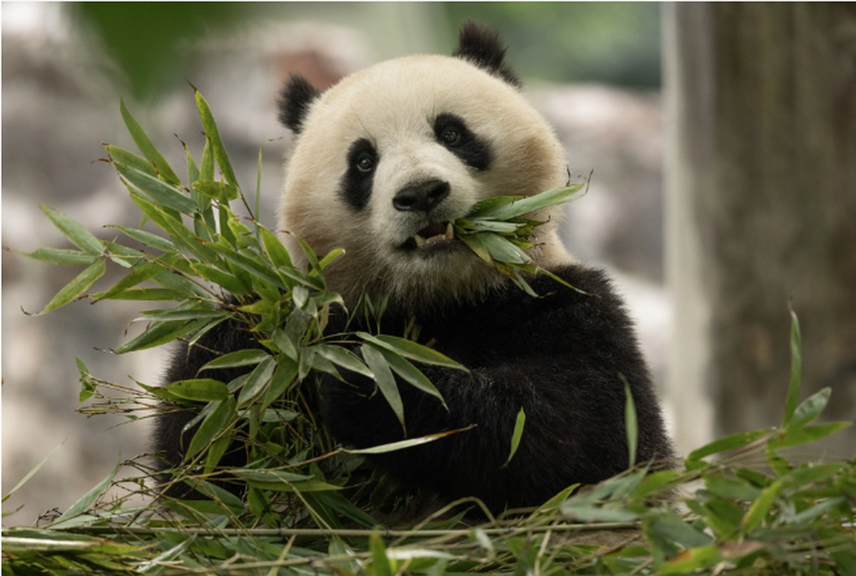 Conheça Bao Li e Qing Bao, os mais novos pandas gigantes do zoológico ...