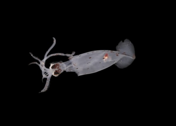 'Porco-do-Mar': nova espécie é descoberta por pesquisadores na Nova ...