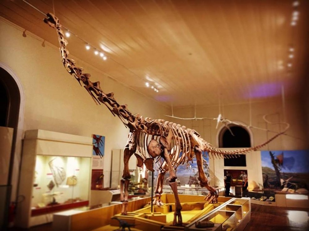 Conheça maior dinossauro que viveu no Brasil: Museu Nacional pede ...