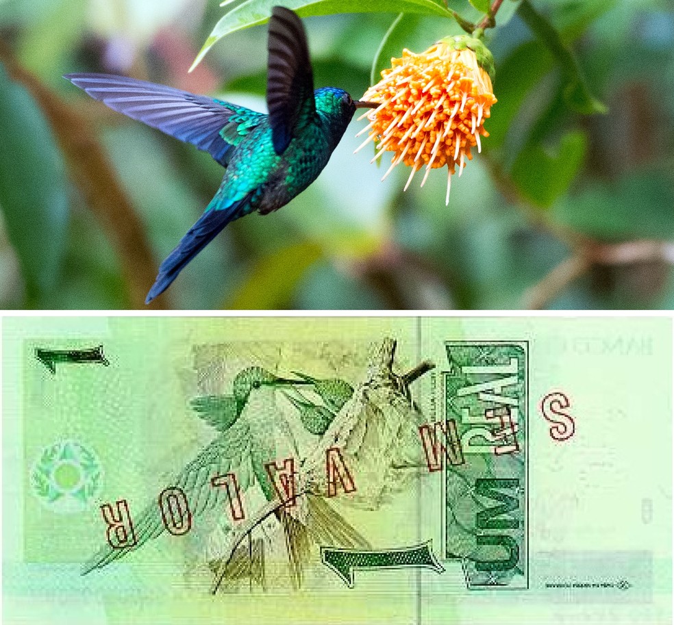 Por que o beija-flor virou o símbolo da nota de R$ 1? Conheça essa e ...