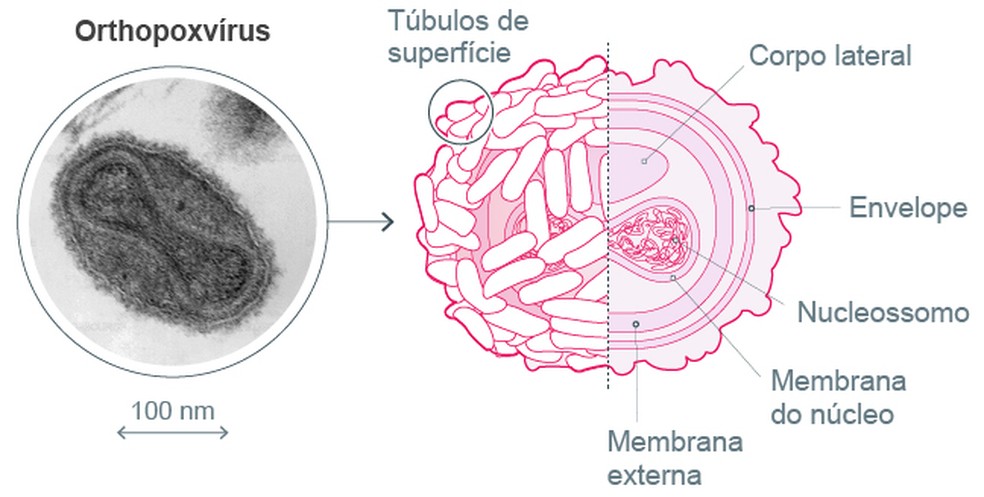Estrutura Do Virus Da Variola Vírus: O Que São, Os Diferentes Tipos