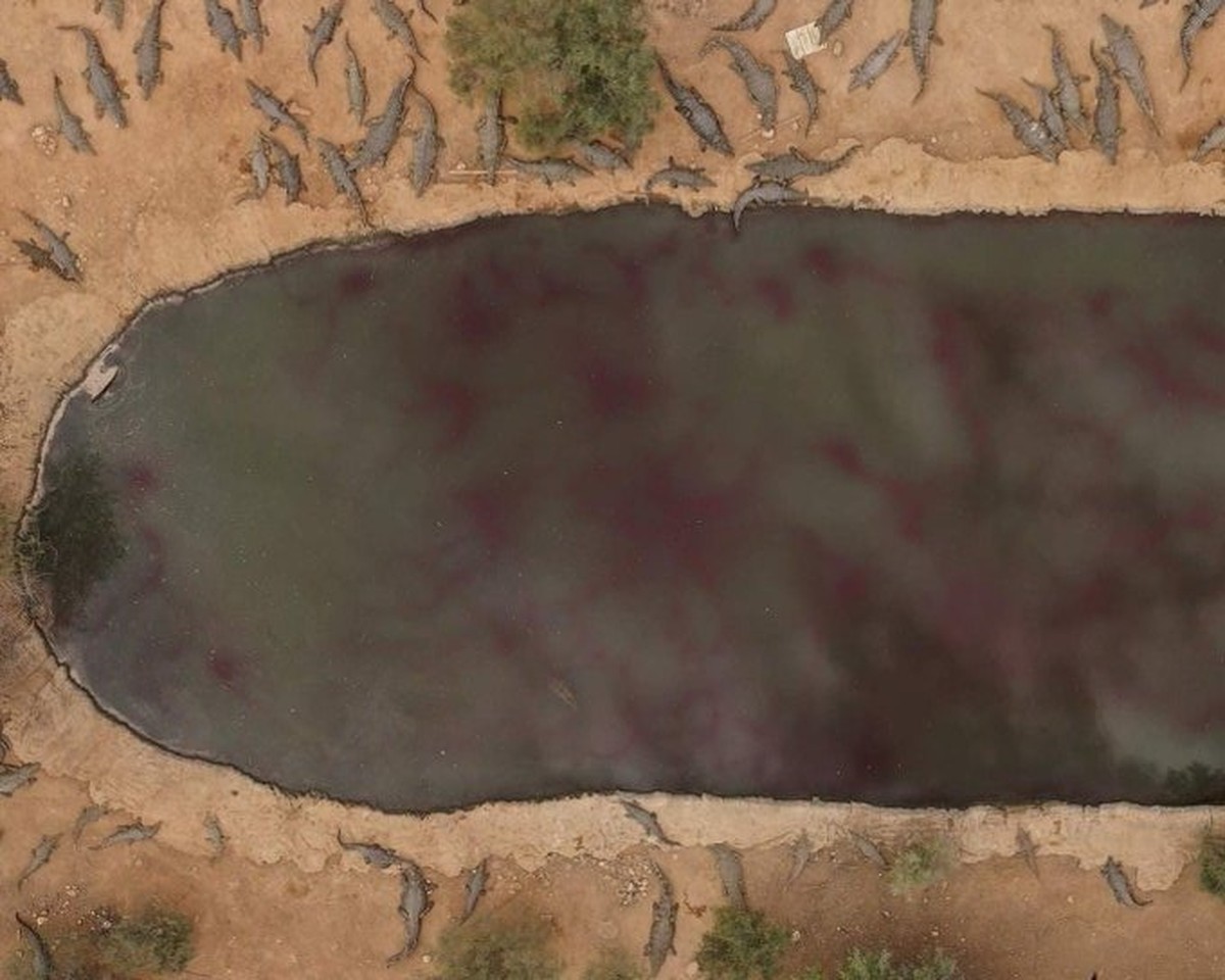 Israel abate mais de 200 crocodilos em fazenda na Cisjordânia, e ONG ...