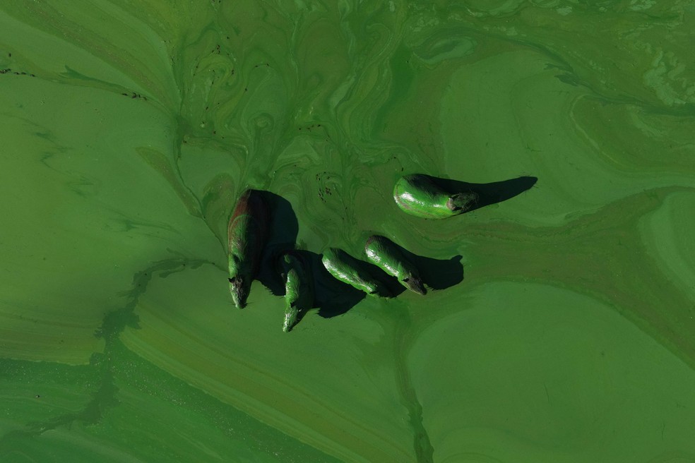 Capivaras verdes aumentam alerta sobre os impactos ambientais do ...