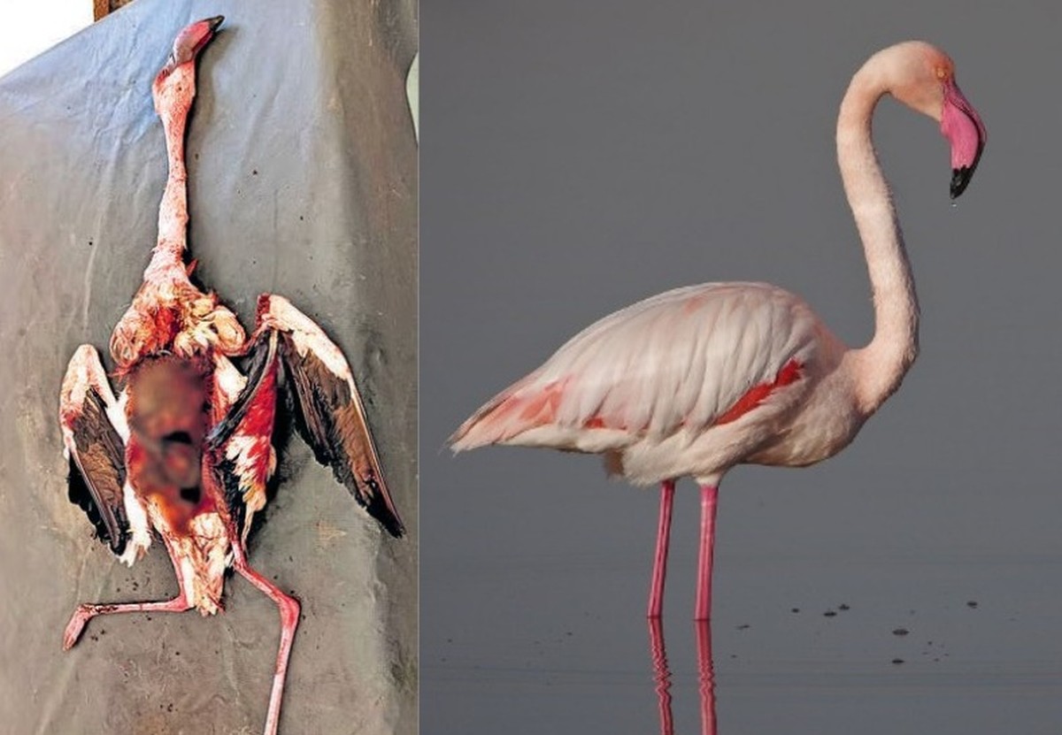 Cerca de 40 flamingos morrem após serem atingidos por avião na Índia