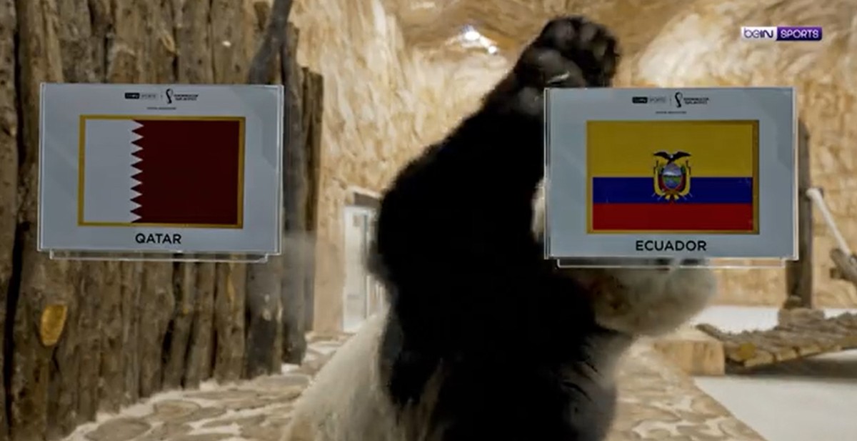 Novo polvo Paul? Urso panda acerta vencedor de primeiro jogo da Copa do ...