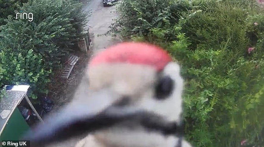 Vídeo: pica-pau 'Rambo' destrói câmera de segurança com bicadas na ...