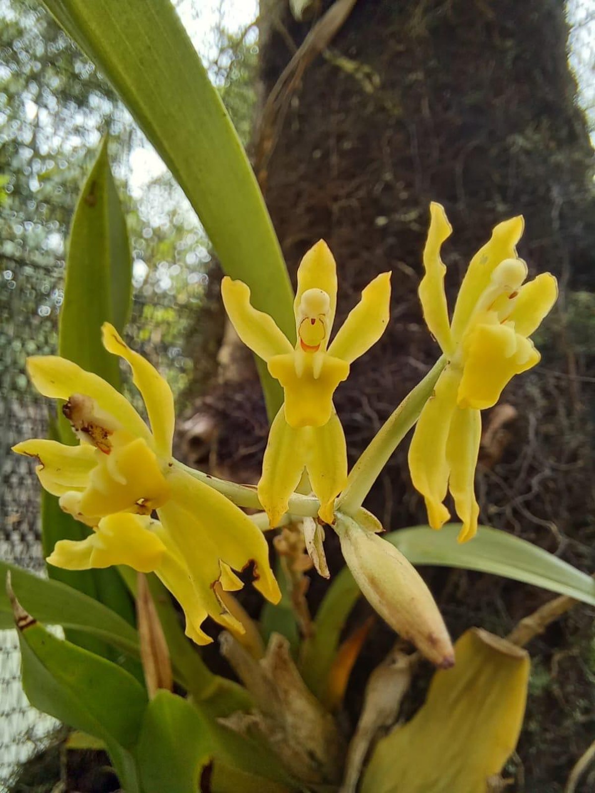 Orquídea em forma de anjo encanta visitantes do Parque Estadual da ...