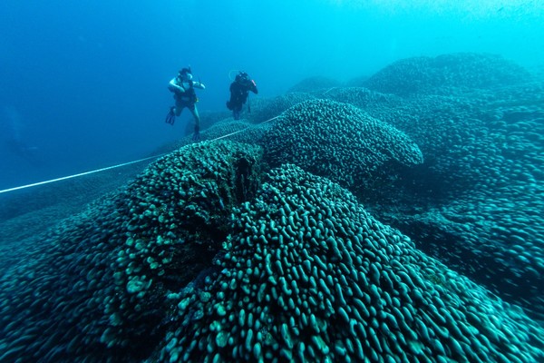 Cientistas descobrem maior 'megacoral' do mundo, perto das Ilhas ...