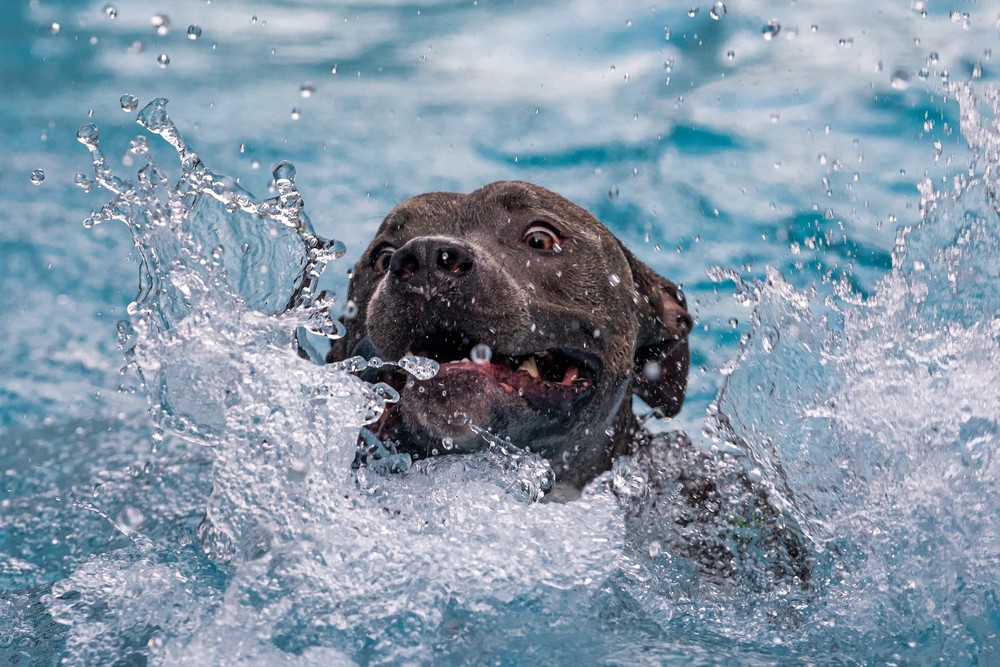 De quiropraxia a CrossPit, bem-estar para pets vive febre de novos negócios