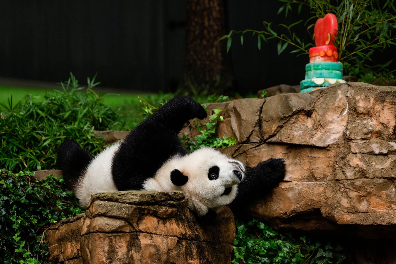 'Kung-fu Panda': ursos atacam tratadora na frente de visitantes em ...